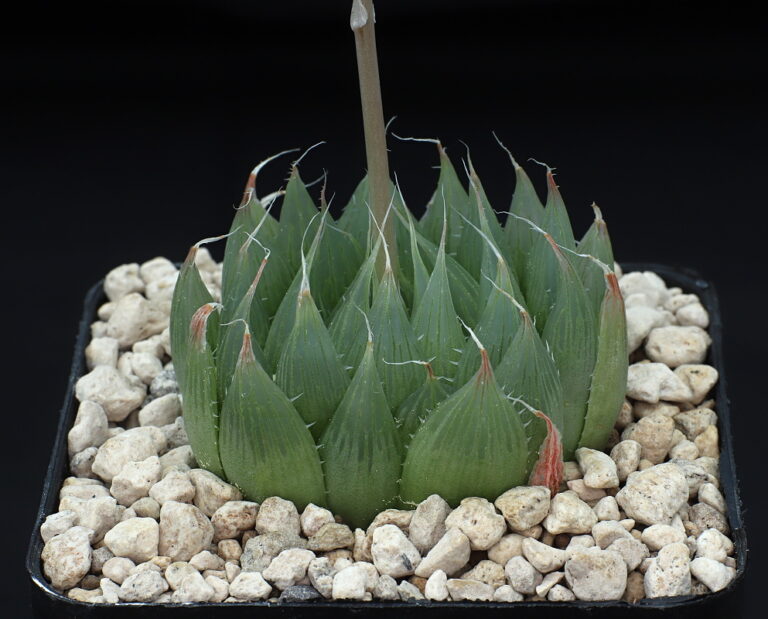 Haworthia blackbeardiana IB06966, Bonkolo Nek, N of Queenstown, 10 ...