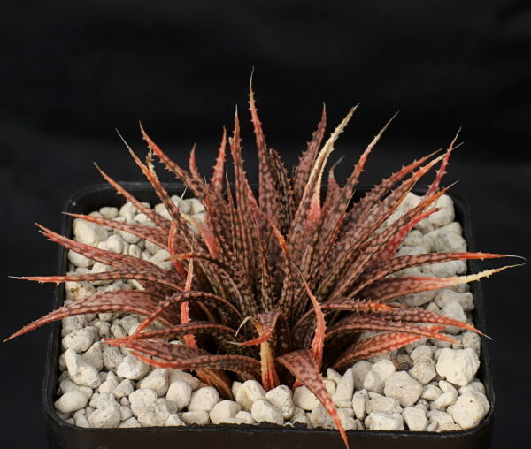Haworthia variegata IB06649, Swartklip, 17 km WSW of Albertinia ...
