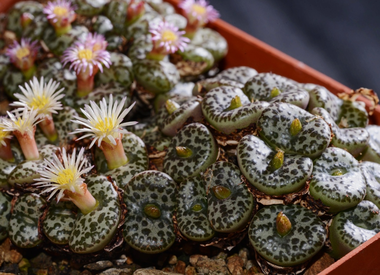 Conophytum obcordellum 'mundum', Pakhuys area (one of the best), 20-30 ...