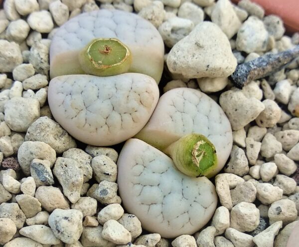 Lithops gracilidelineata C367, 20-30 seeds - HaworthiaLand