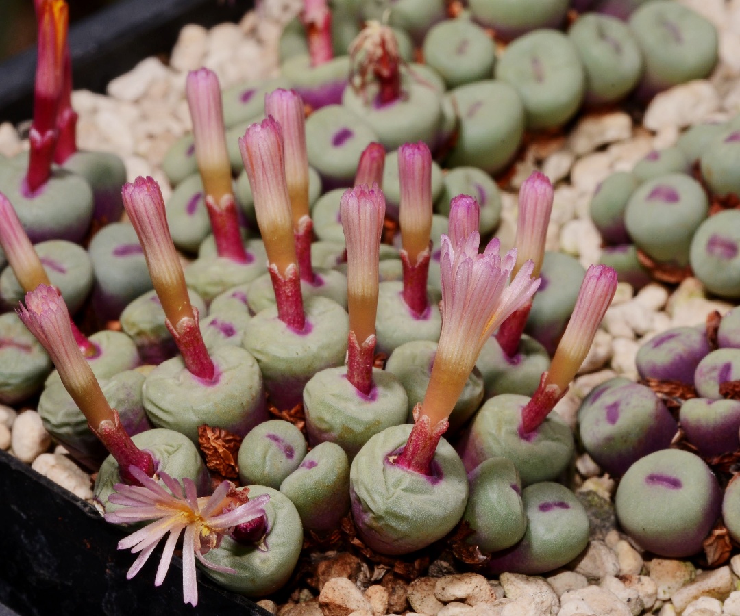 Conophytum pageae, Koringhoek (small haeds, red lip, very nice flowers ...